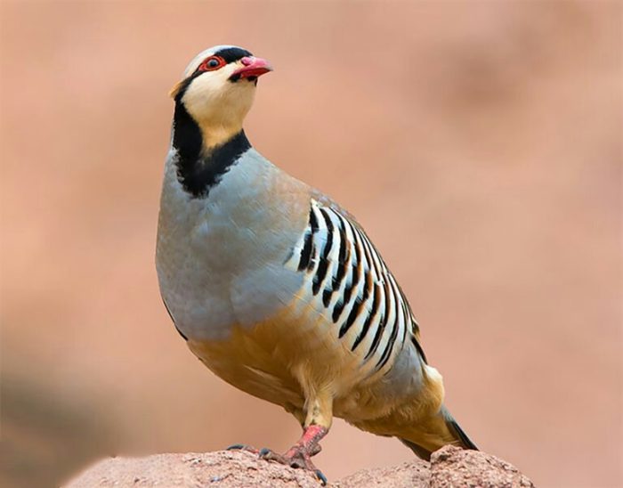 National Bird of Pakistan | Images and Facts