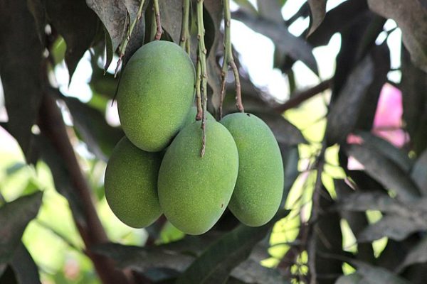 Most Popular Types of Mangoes in Pakistan