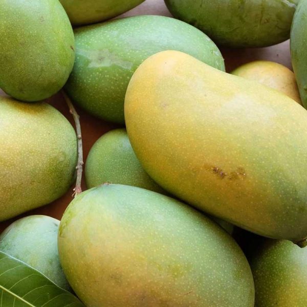Most Popular Types of Mangoes in Pakistan