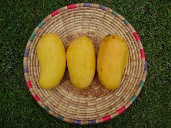 Most Popular Types of Mangoes in Pakistan