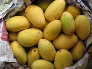 Most Popular Types of Mangoes in Pakistan